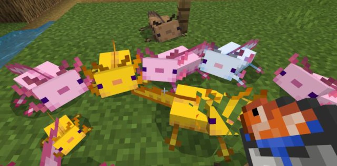 Ajolotes en Minecraft; dónde están y cómo domesticarlos - Meristation