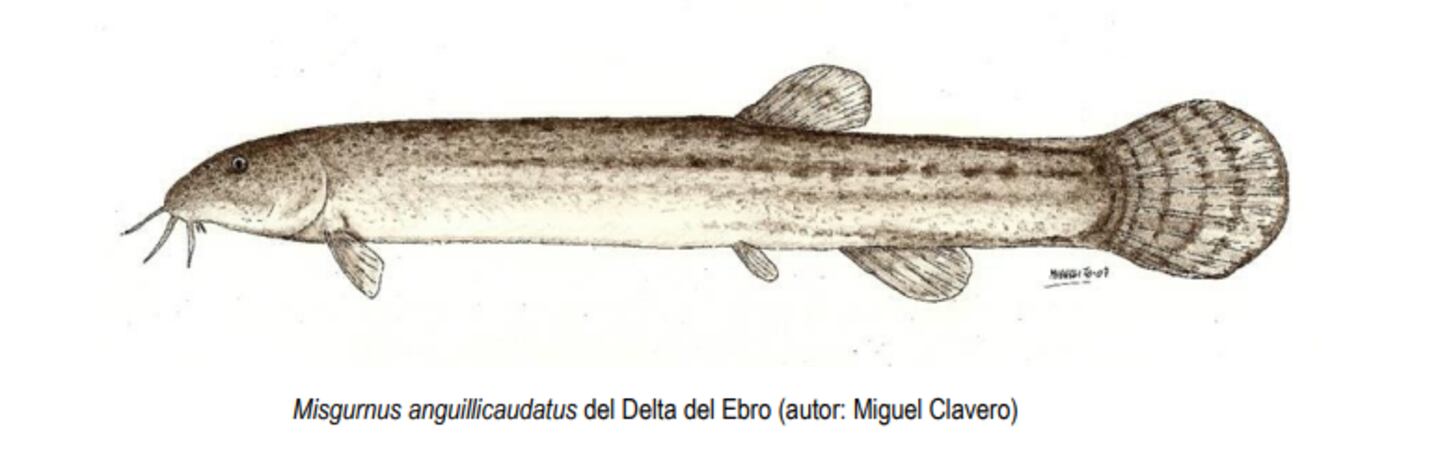 Identifican en España una nueva especie de pez invasor - AS.com