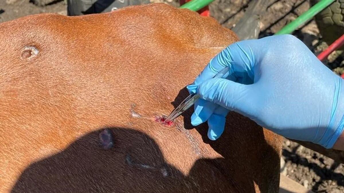 Qué es la Miasis por gusano barrenador, enfermedad que causó la primera ...