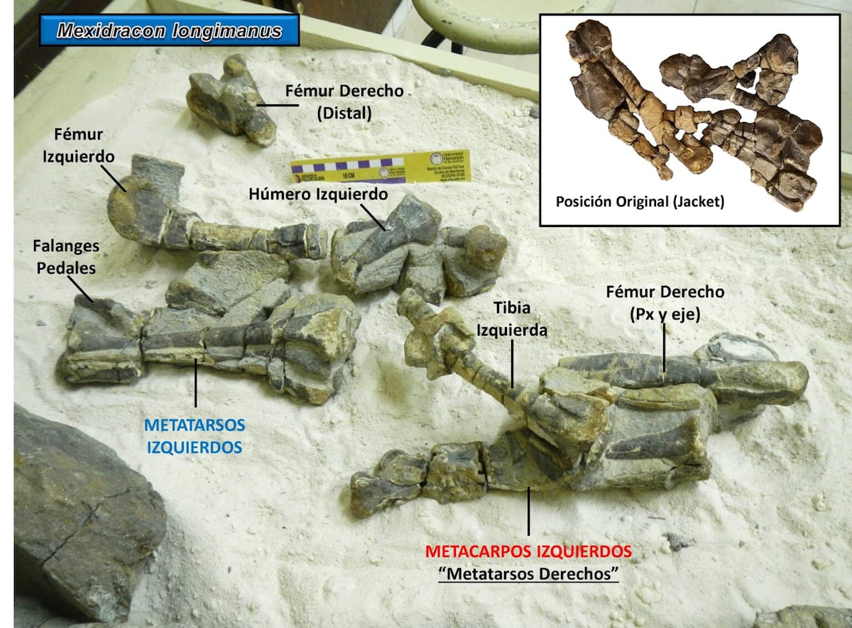 Encontrado un nuevo dinosaurio “único” en México: el Mexidracon, un ...