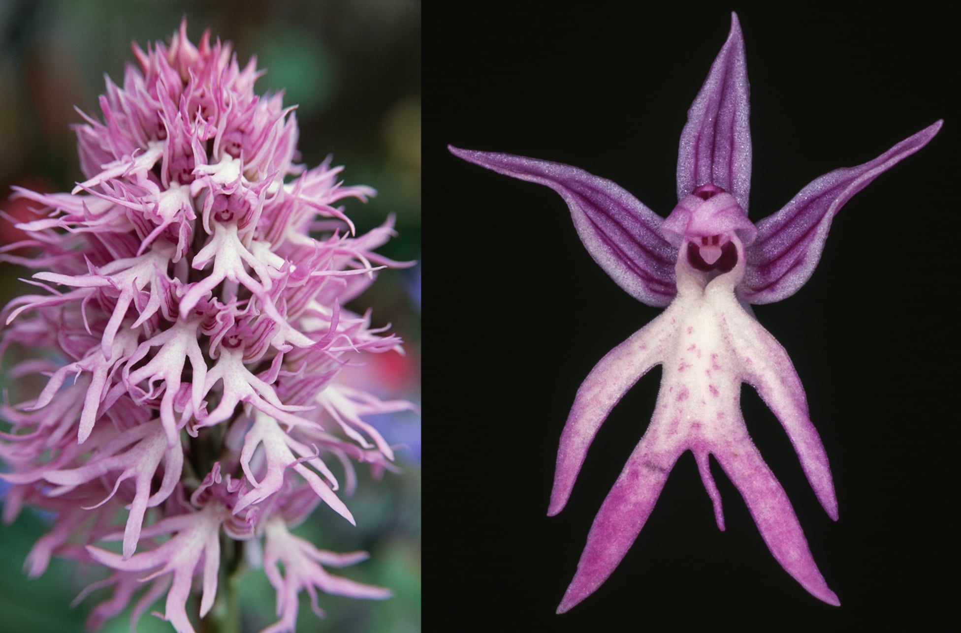 Descubre 15 flores raras y exóticas que te sorprenderán - AS.com