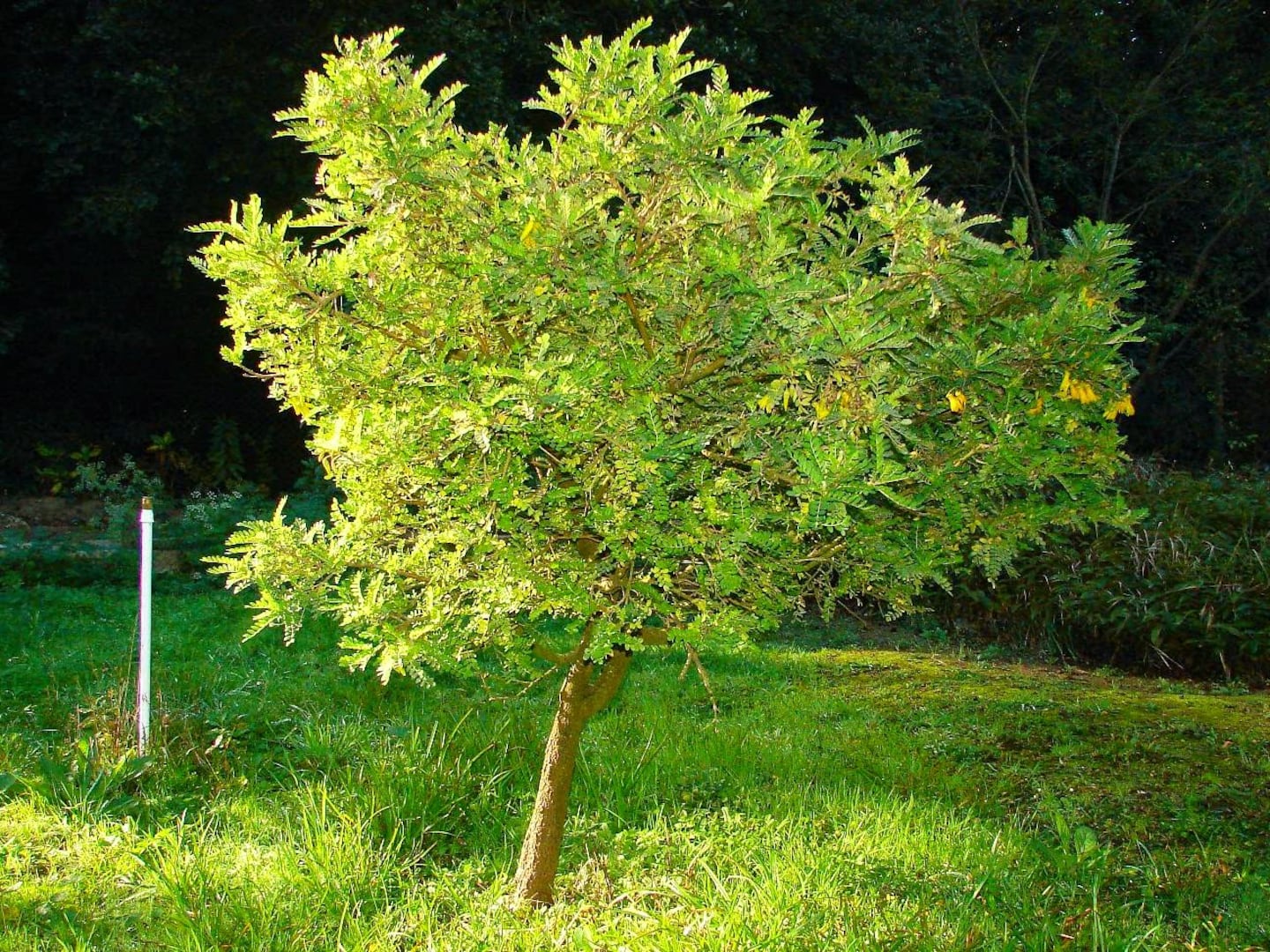 Así es el Toromiro, el árbol extinto en Rapa Nui, que fue arrasado por ...