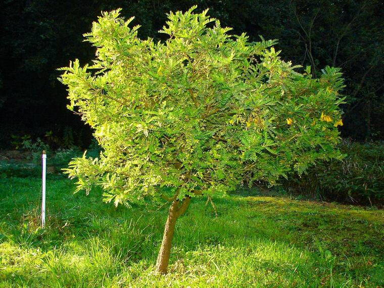 Así es el Toromiro, el árbol extinto en Rapa Nui, que fue arrasado por ...