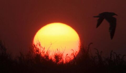 Eclipse Solar Total 2024: ¿cuál es la reacción y cómo afecta al comportamiento de aves, delfines ...