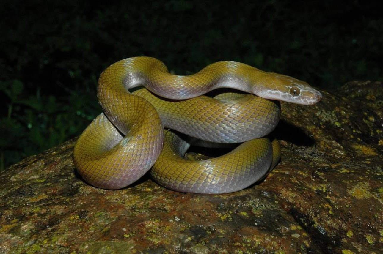 Shocking discovery: A new species of snake that has been kept in ...