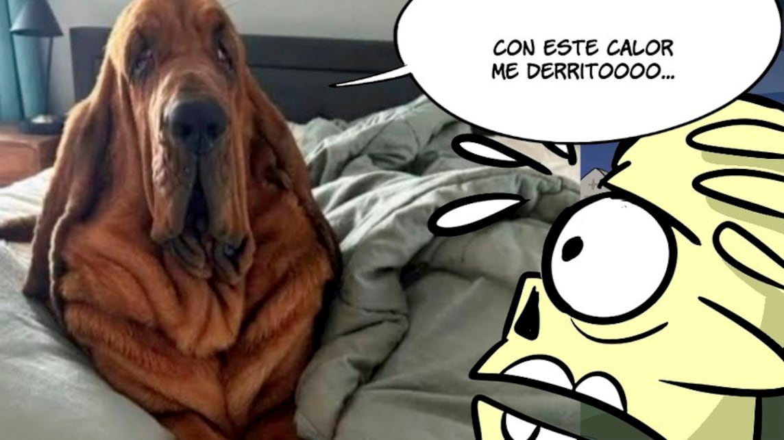 Los mejores memes para tomarse con humor la ola de calor - AS.com