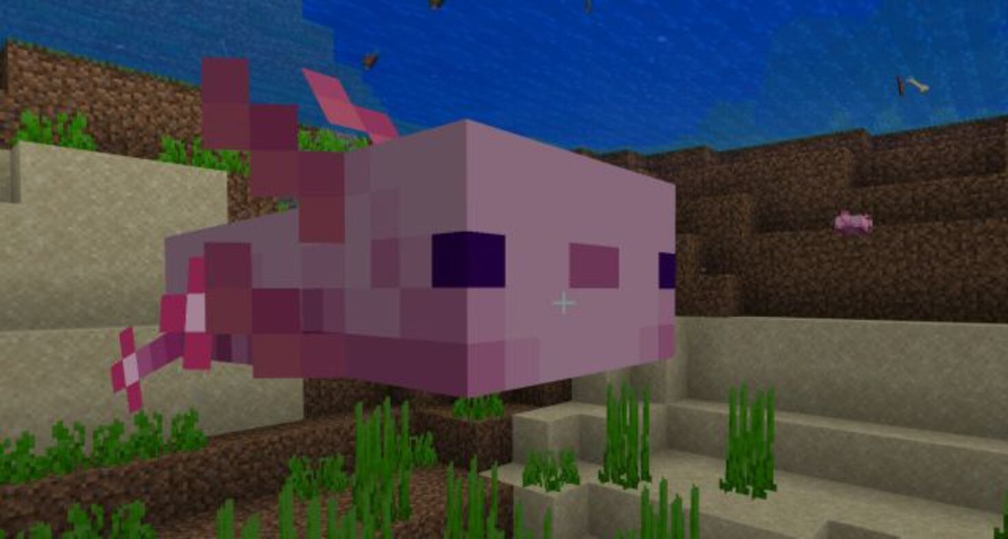 Ajolotes en Minecraft; dónde están y cómo domesticarlos - Meristation