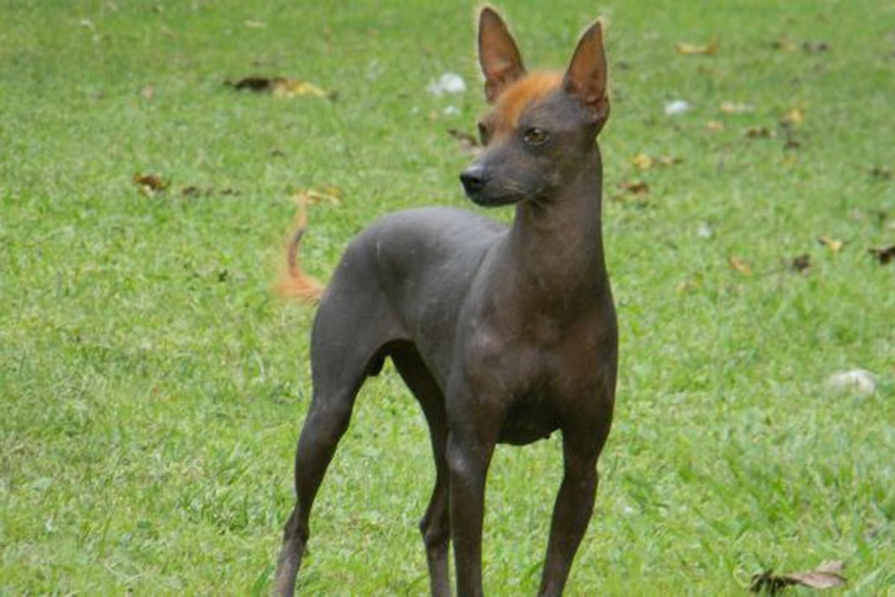 Las razas de perros más raras del mundo: ¿cuáles son y qué ...